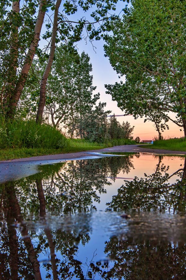 Summer Trees Puddle Reflections Stock Photo - Image of calgary, summer ...