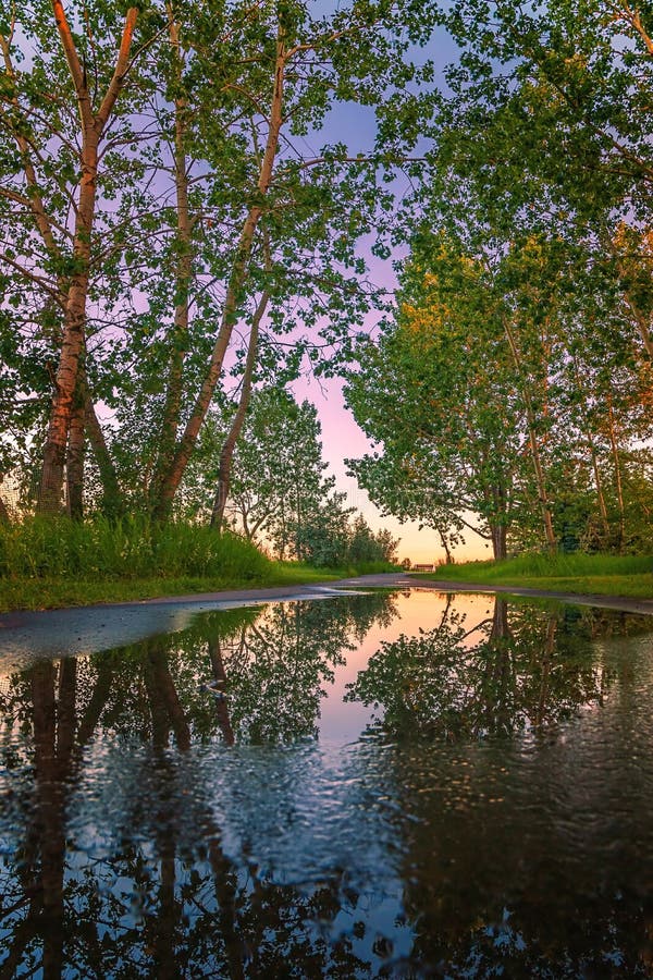 Summer Trees Puddle Reflections Stock Photo - Image of reflecting ...
