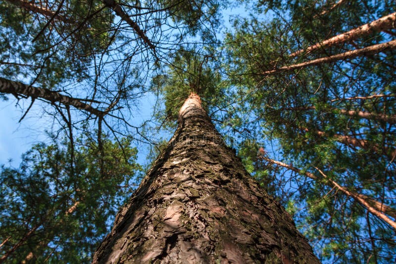 View at Trees Tops from Below Trunk Stock Image - Image of foliage ...