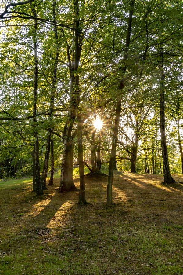 View of Trees between Which the Light of the Setting Sun Shines through ...