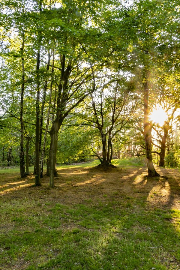 View of Trees between Which the Light of the Setting Sun Shines through ...
