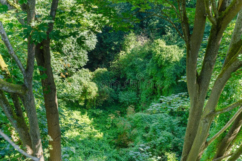 View from treetop canopy stock image. Image of greenery - 54924709