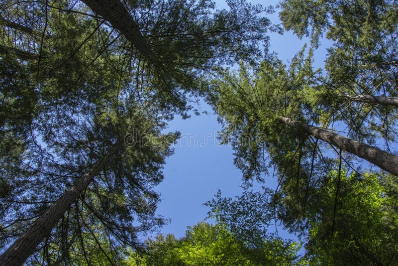 View of a Treetop Canopy stock photo. Image of environment - 117836962