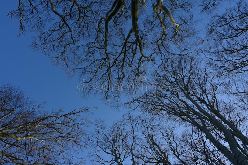 View into the Treetops of Bare Beech Trees with Small Buds in Early ...
