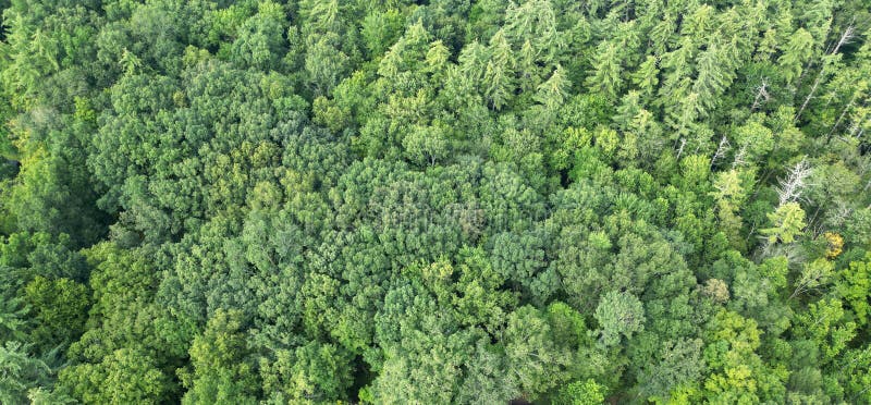 View of Treetops (drone Image from Above Tree Line) Tree, Trees ...