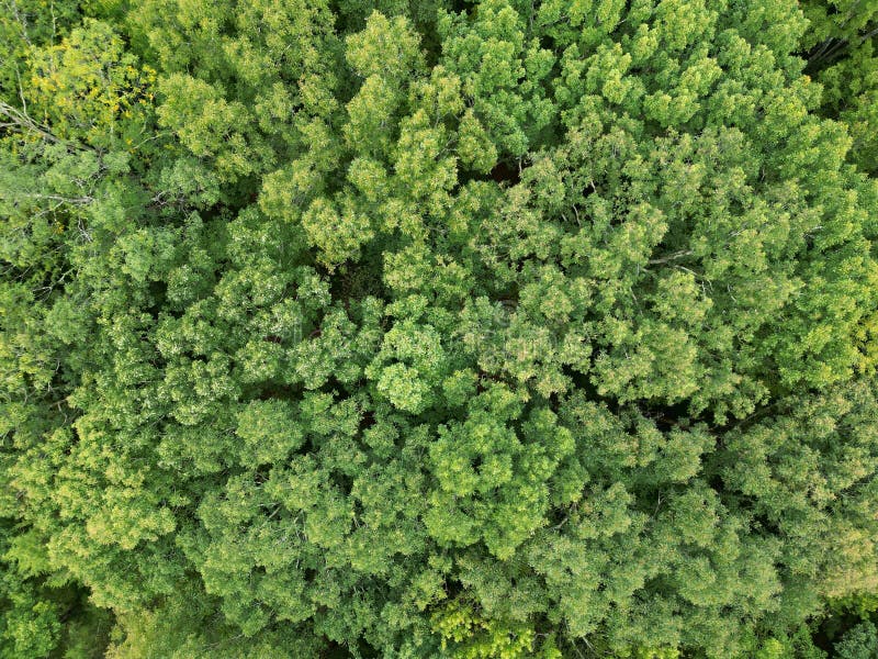 View of Treetops (drone Image from Above Tree Line) Tree, Trees ...