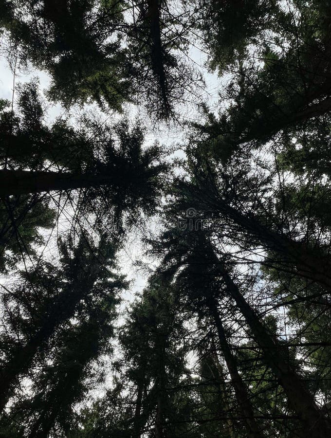 View of treetops stock photo. Image of treetops, view - 238280322