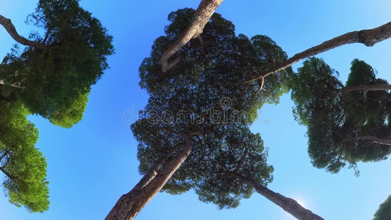 Treetops seen from below stock video. Video of trunk - 293368935