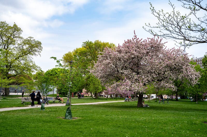 View of Trinity Bellwoods Park in Spring. Trinity Bellwoods Park is a ...