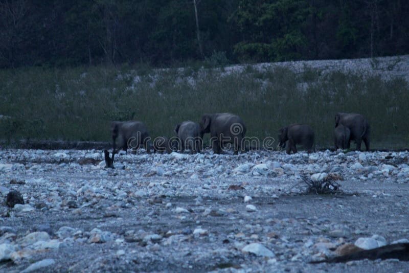 View of a Troop of Elephants Stock Image - Image of heaven, mammal ...