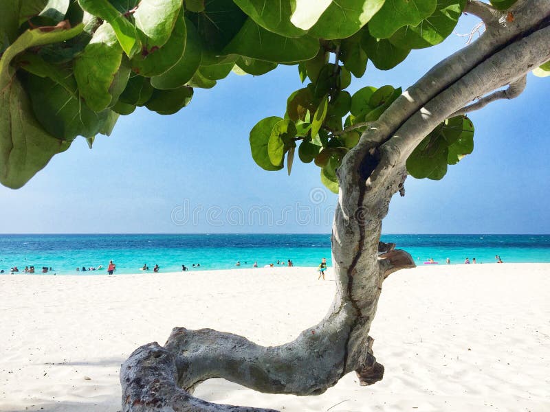 View on Tropical Beach through Branches of Old Tree Editorial Stock ...