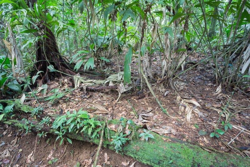 View of the Tropical Forest / Landscape Stock Image - Image of forest ...