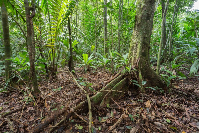 View of the Tropical Forest / Landscape Stock Image - Image of natural ...