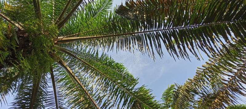 View of Tropical Palm Trees from Below on a Sunny Day Stock Image ...