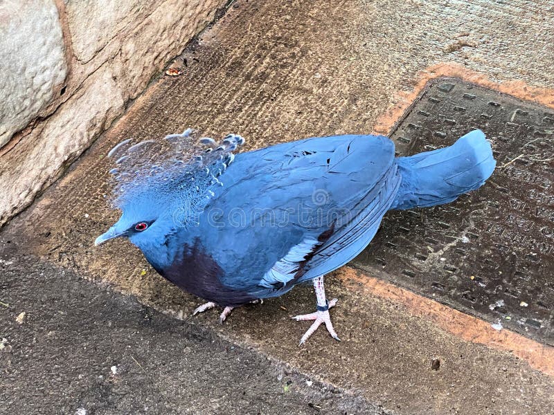 A View of a Tropical Pigeon Stock Image - Image of mallard, nature ...