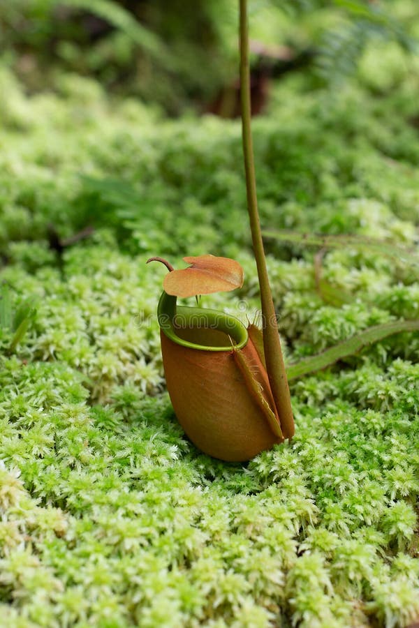View of Tropical Pitcher Plants Stock Photo - Image of malaysia, penang ...