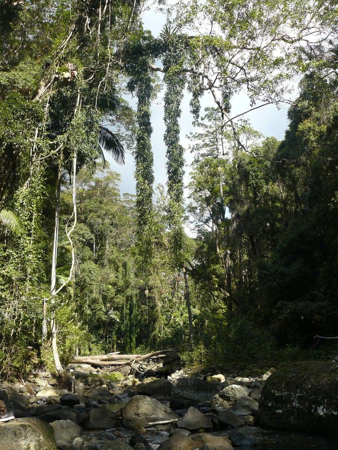 Large Vines on a Small Tree in Costa Rica Stock Photo - Image of ...