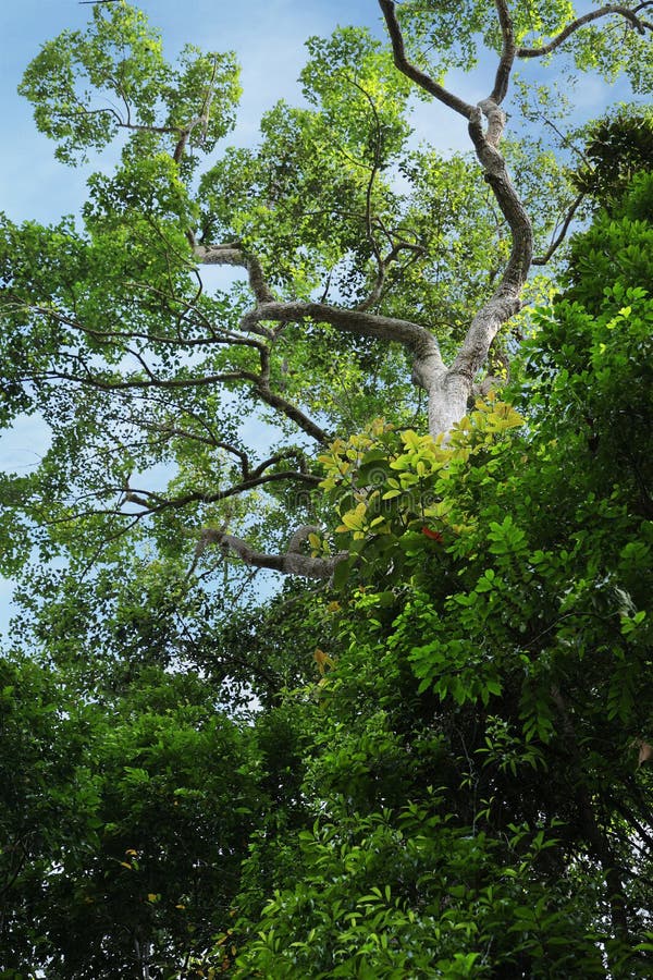 Big Trees in Rain Forest Park Stock Image - Image of kedah, woodland ...