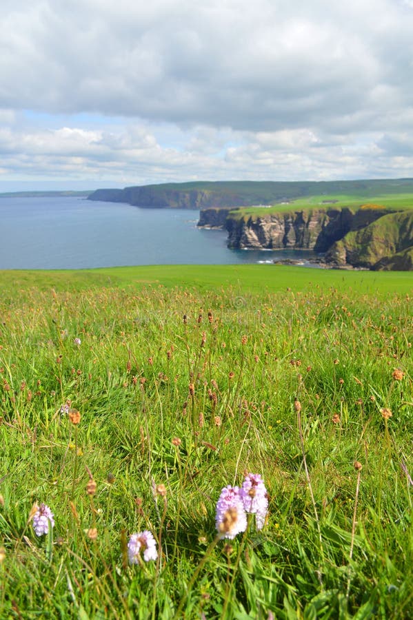 View from Troup Head in Scotland Stock Photo - Image of cliffs, orchids ...