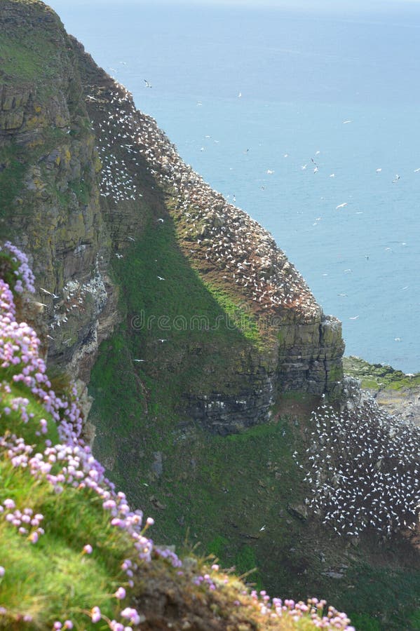 Troup Head, RSPB reserve stock photo. Image of britain - 33520818