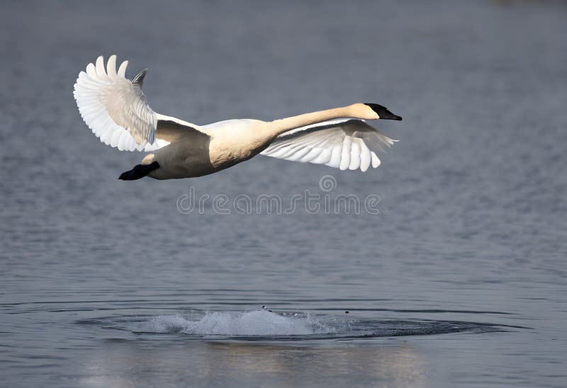 A View of a Trumpeter Swan in Flight Stock Illustration - Illustration ...