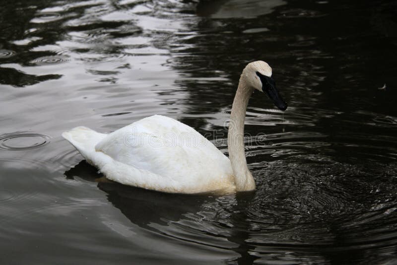 A view of a Trumpeter Swan stock image. Image of geese - 198369965