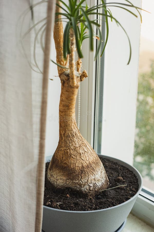 View of the Trunk of a Bokarney Tree, or Nolina Close-up on the Texture ...
