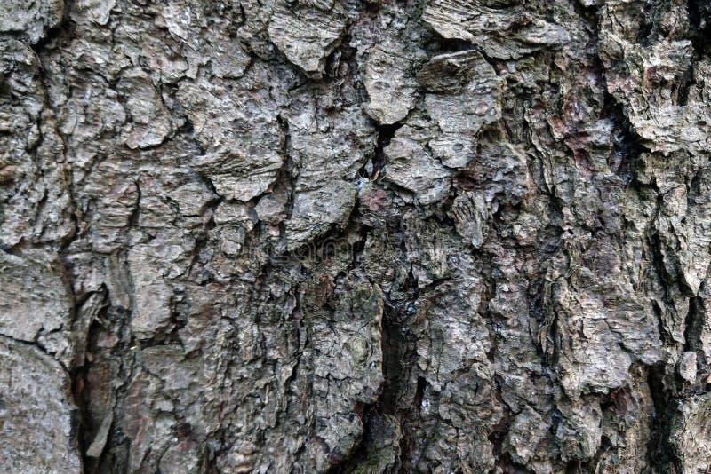 View of the Trunk of a Large Tree, Bark. Background, Texture Stock ...