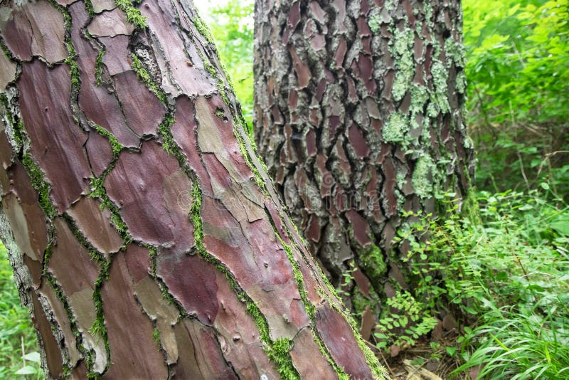 View of the Trunk of a Spruce Tree in the Summer Forest. the Structure ...