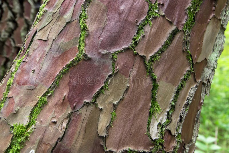 View of the Trunk of a Spruce Tree in the Summer Forest. the Structure ...