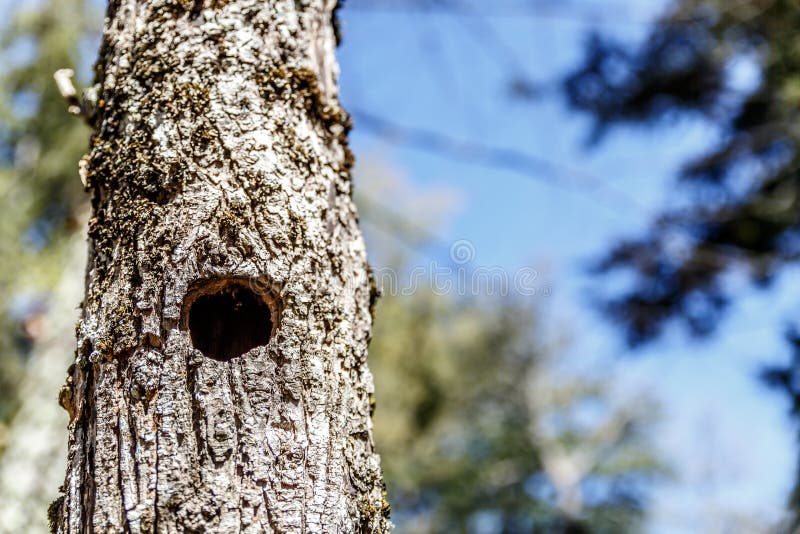 View of the Trunk of a Tree with a Bird Hole Stock Photo - Image of ...