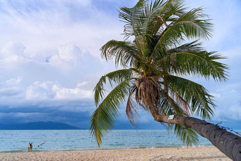View from the Trunk of a Tropical Palm Tree Overhanging the Sandy Beach ...