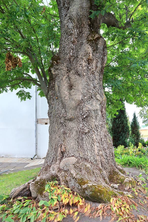 View of Trunk of Very Old Tree Stock Photo - Image of growth, huge ...