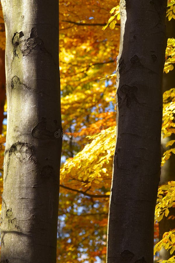 View of Trunks of Beech Trees in the Fall Stock Image - Image of bark ...