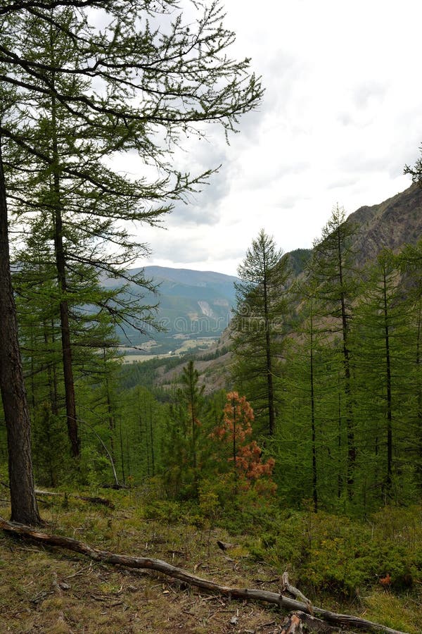 View through the Trunks and Branches of Tall Cedars on a Beautiful ...