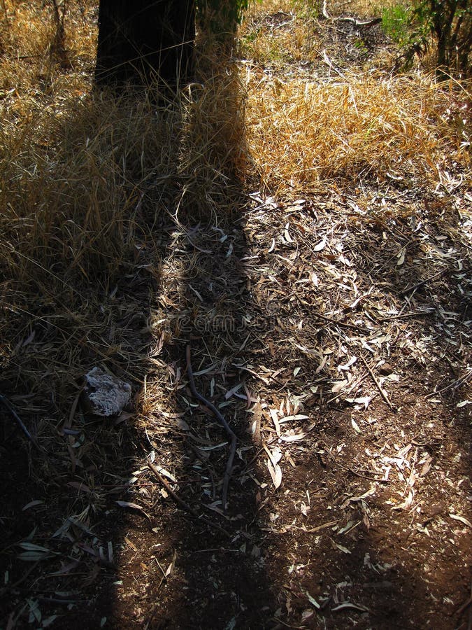 SHADOWS of TREE TRUNKS FALLING OVER PATH Stock Image - Image of natural ...
