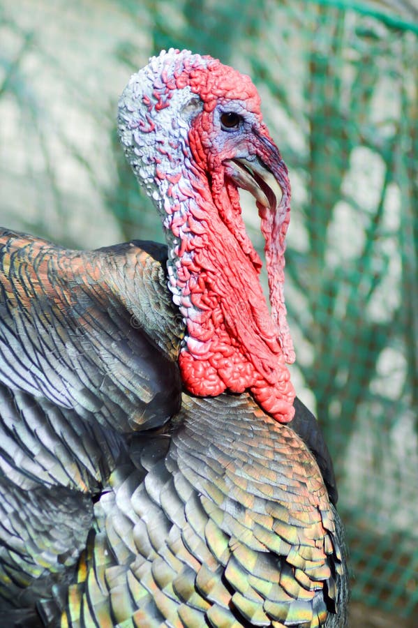15,722 Turkey Head Stock Photos - Free & Royalty-Free Stock Photos from ...