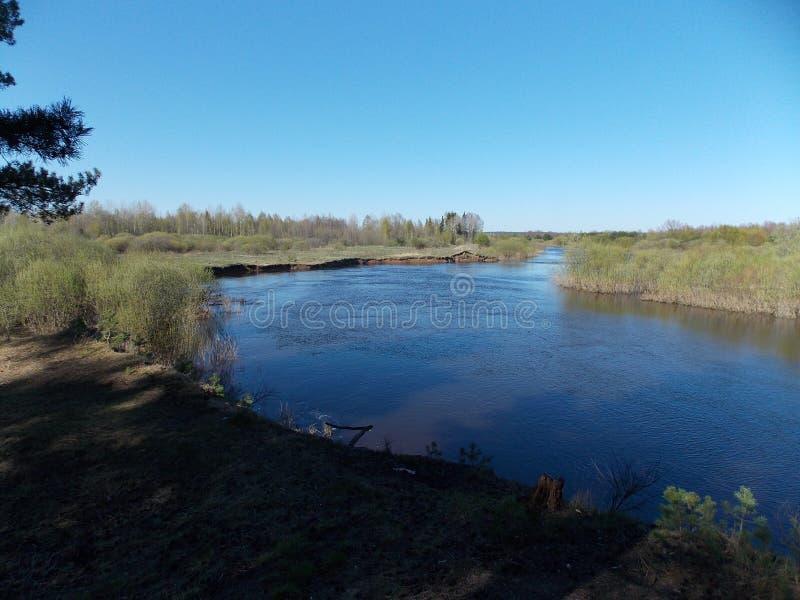 River bush stock photo. Image of bush, nature, spring - 155031578