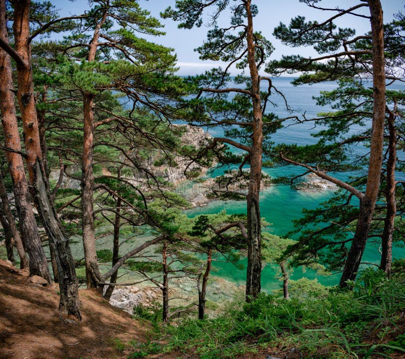 View of the Turquoise Sea through the Pine Trees Stock Image - Image of ...