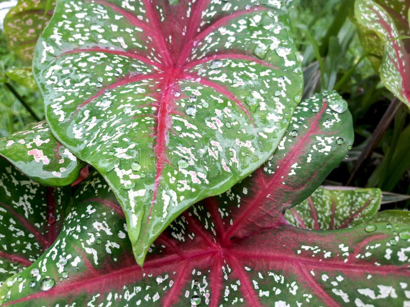 View of Two Beautiful Taro in a Small Garden Stock Image - Image of ...