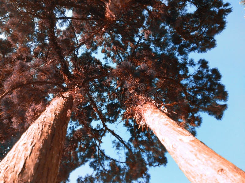 View of Two Big Trees, Ciwidey Indonesia Stock Image - Image of tourism ...