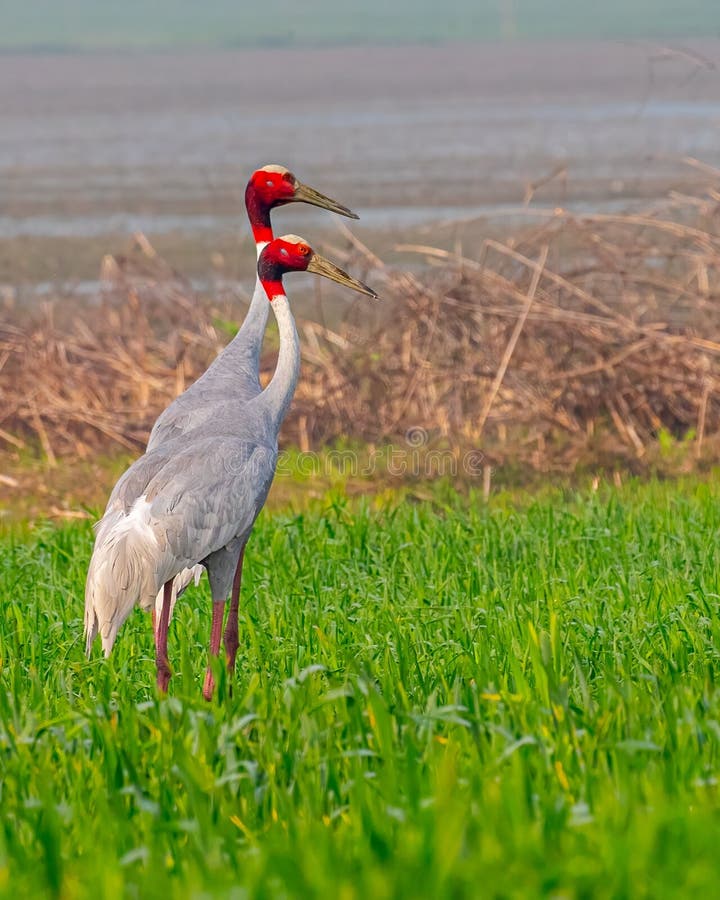 View of Two Brolgas in Greenery Field Stock Photo - Image of flying ...
