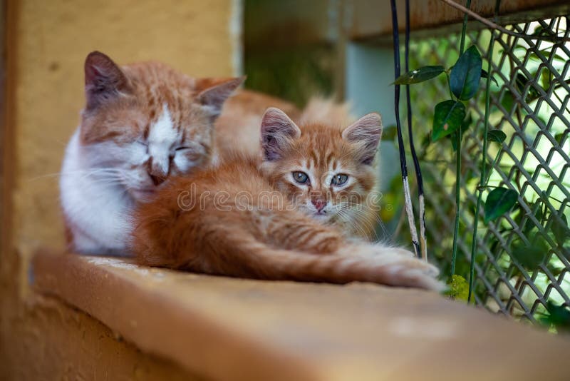 View of the Two Brown Kittens Stock Image - Image of fluffy, animal ...