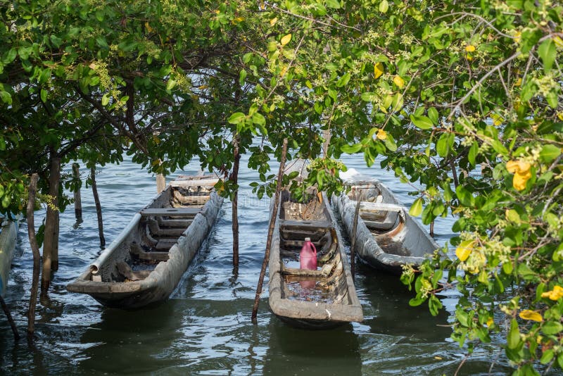 View of Two Canoes Moored on a River Under Aquatic Trees Stock Photo ...