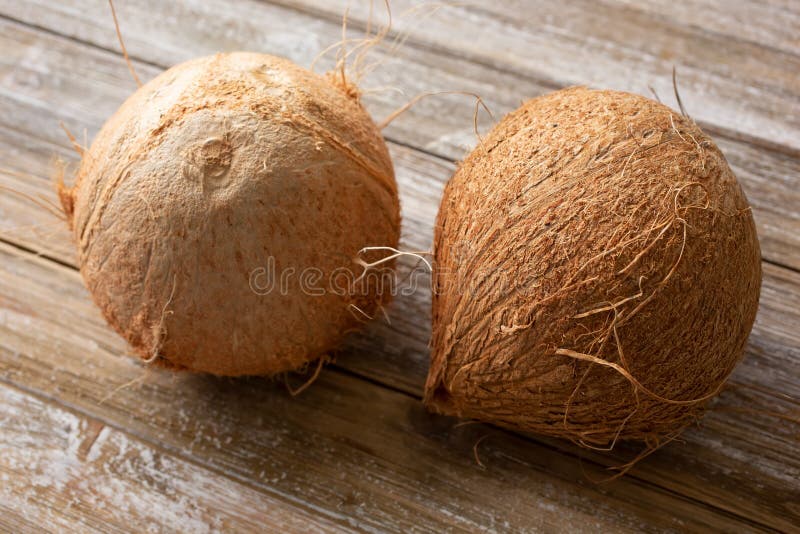 Two brown coconuts stock photo. Image of crop, husk - 237627100