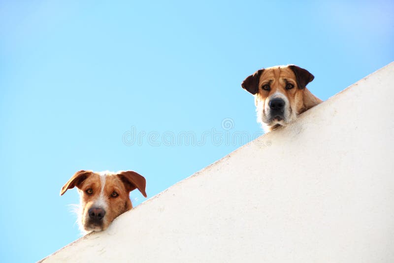 Puppy Peaking Stock Photos - Free & Royalty-Free Stock Photos from ...