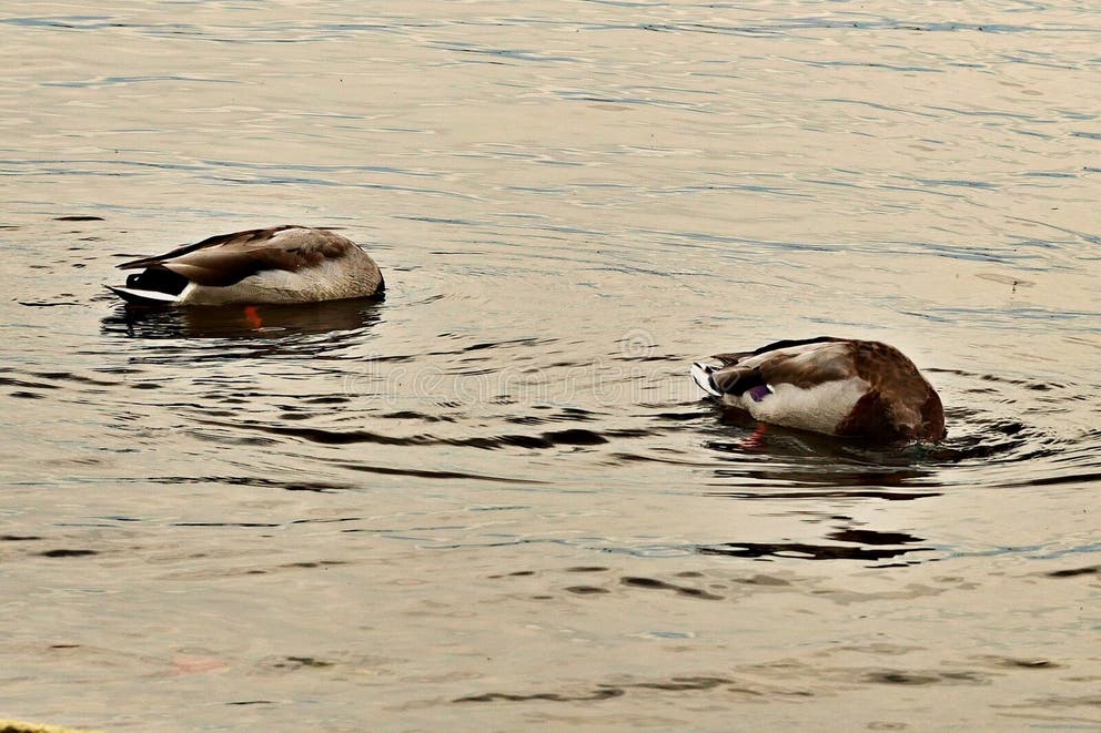 Two headless ducks stock image. Image of eating, headless - 353920091