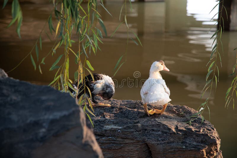 View of Two Ducks on the Shore of a Small Pond Stock Photo - Image of ...