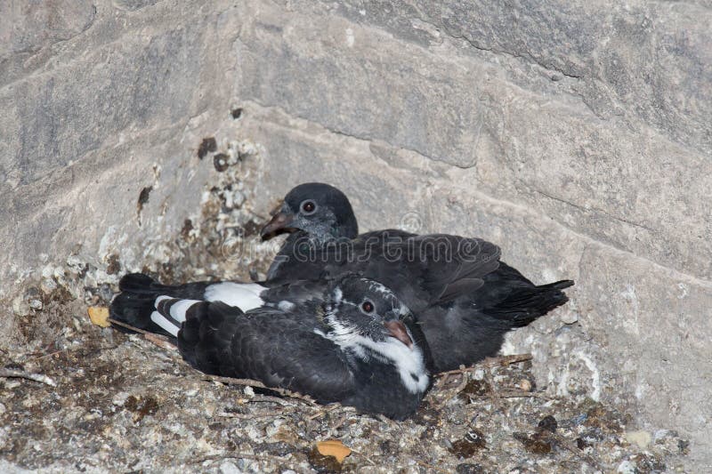 The View of Two Pigeons Huddling Together Stock Photo - Image of beak ...