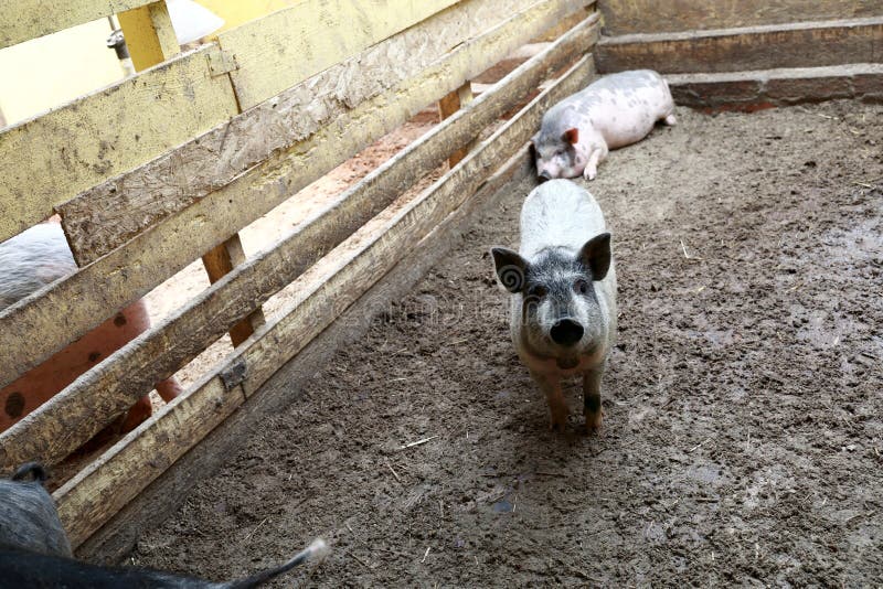 Pigs in a pigsty stock image. Image of pigsty, ears, piggy - 15744673